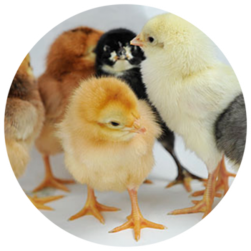 DOC Ayam Super (Joper) | Arga Kencana Mulia